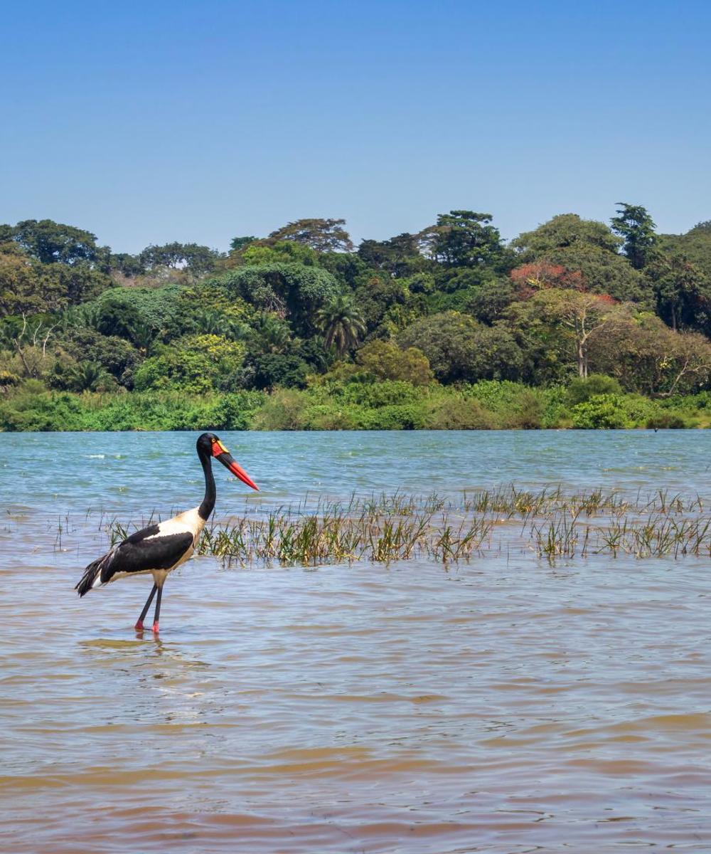 Book cheap flights to Entebbe (EBB) – Booking.com