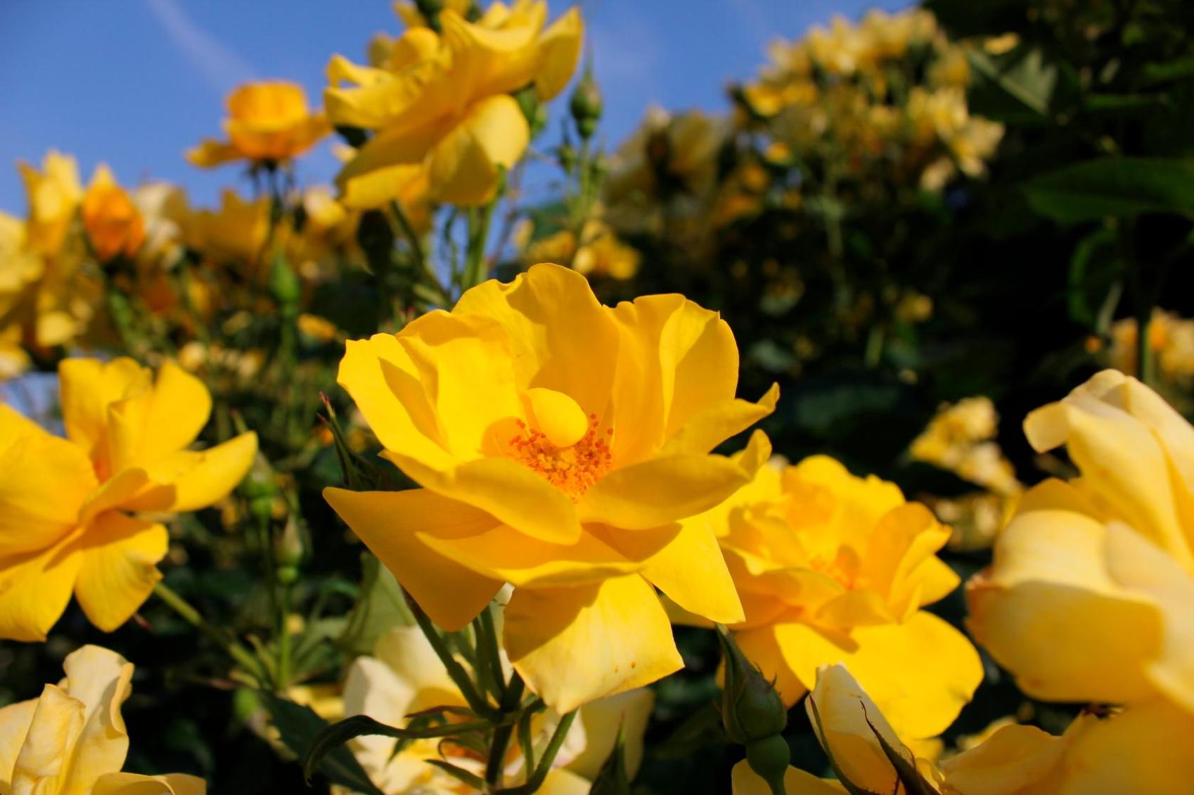 Book cheap flights to Tyler (TYR) – Booking.com