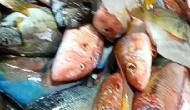isda, Sampong (updated prices 2026)