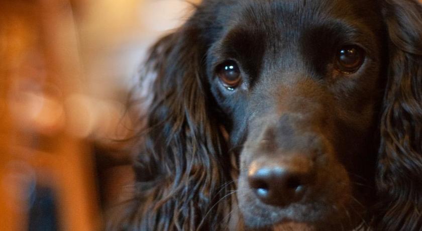 The Temperance Inn - The Inn Collection Group | Ambleside 2023 UPDATED ...