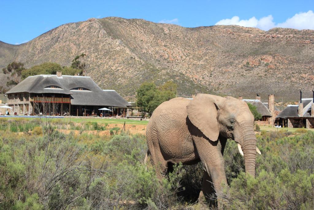 Aquila Private Game Reserve, Touws River | 2024 Updated Prices, Deals