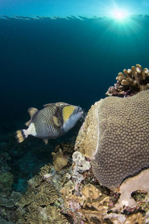 Punta Bulata Resort & Spa, Cauayan (Negros Occidental) | 2024 Updated ...