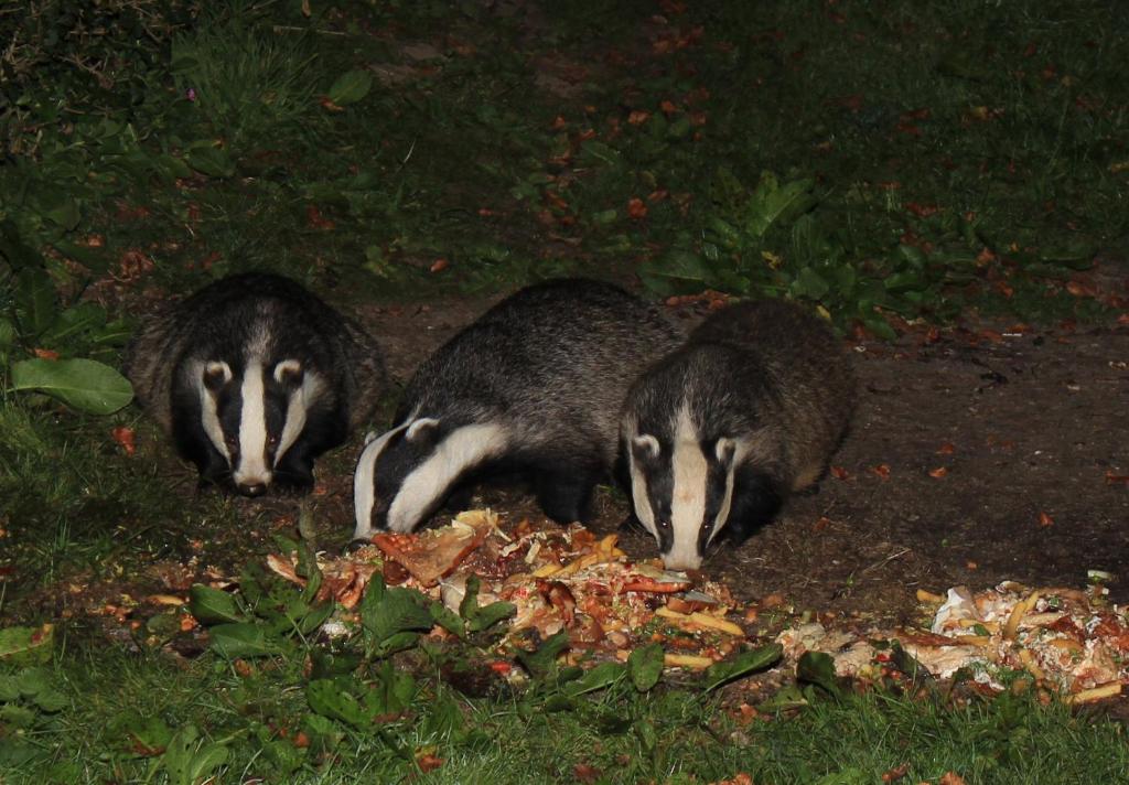 Badger Bar | Lake District Guide