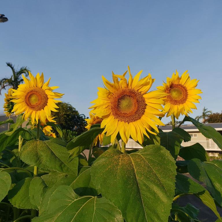 Palm Royale Cairns Resort, Cairns | 2024 Updated Prices, Deals