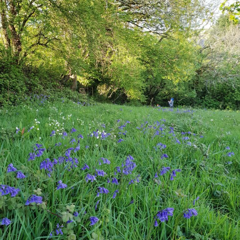 Brackenhill Glamping | Devon Guide