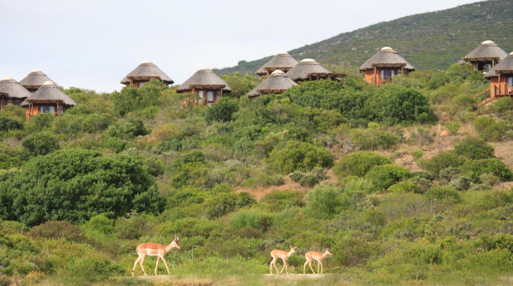 Garden Route Game Lodge, Albertinia | 2024 Updated Prices, Deals