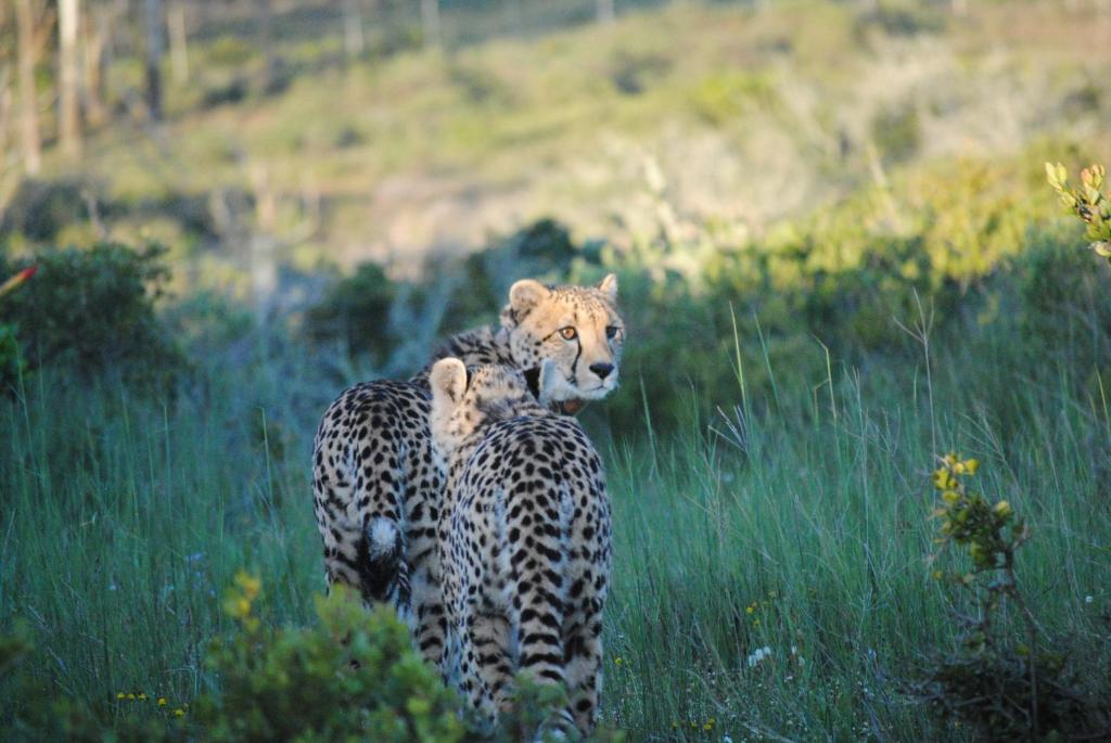 Garden Route Game Lodge, Albertinia | 2024 Updated Prices, Deals