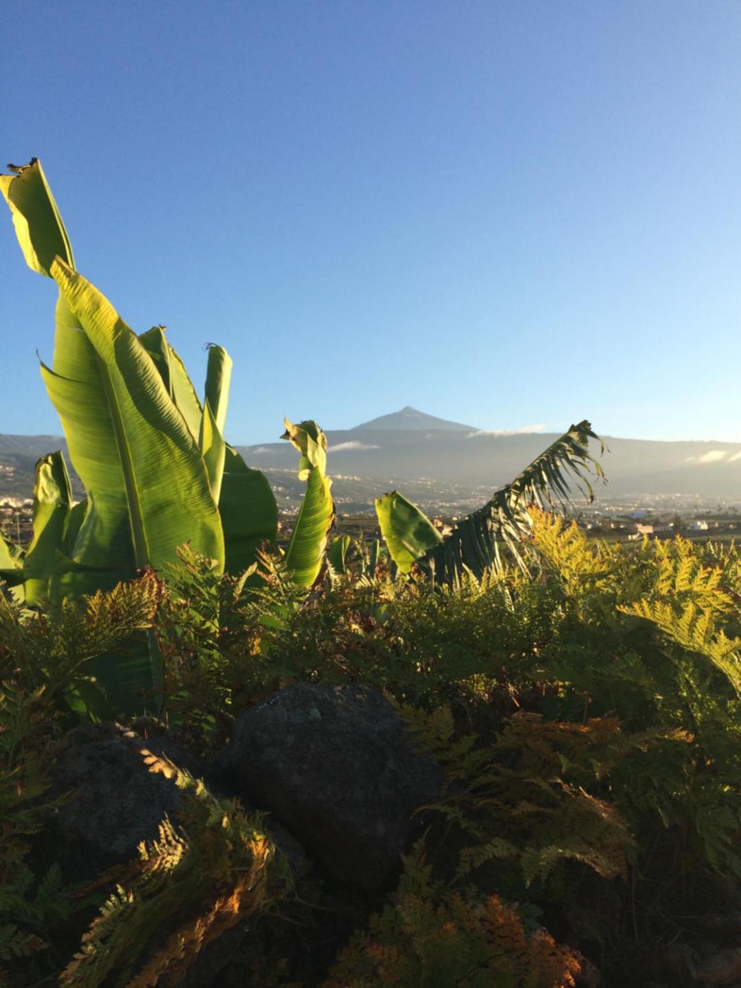 Finca La Plantación _agroturismo