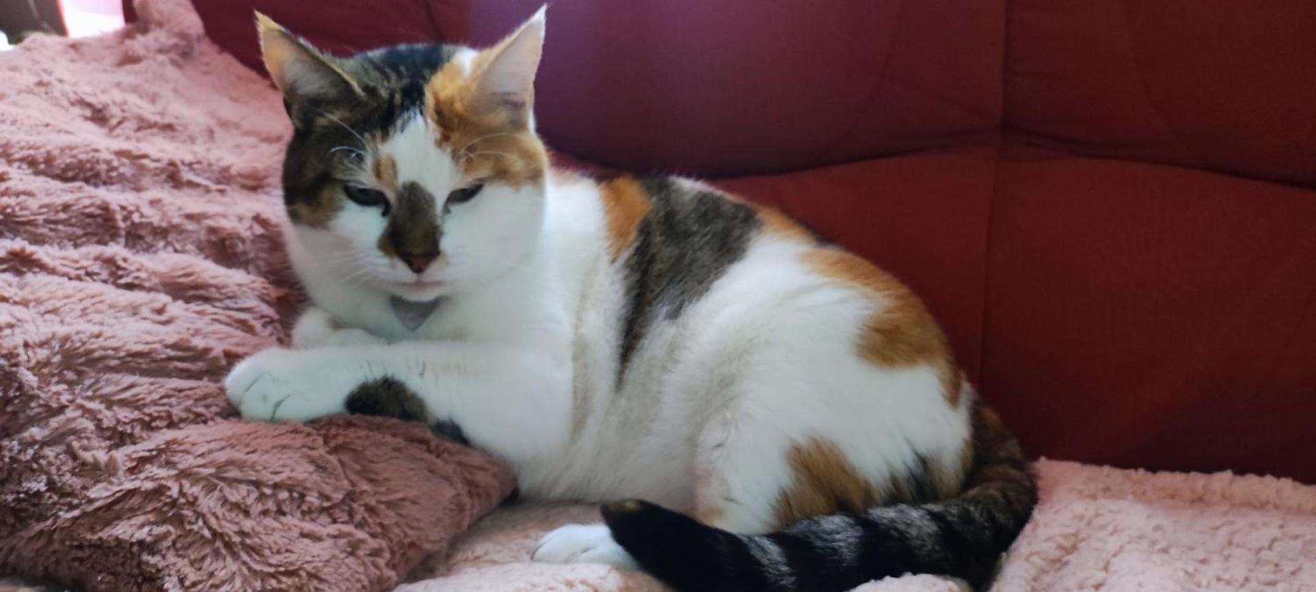 Carte MICHELIN Derval - ViaMichelin