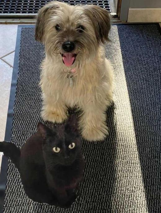 Carte MICHELIN Melesse - ViaMichelin