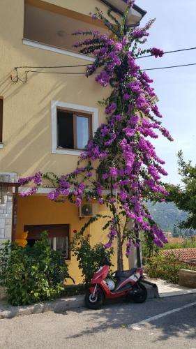 Apatmani Milena - Opatija