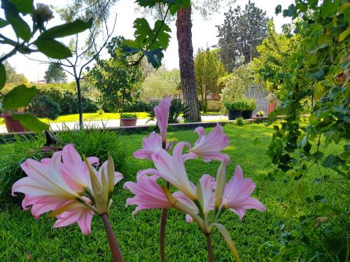 B&b Welcome - Pedara