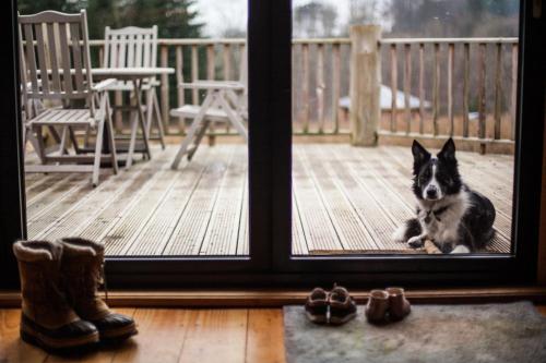 Coed Y Marchog Woodland Retreat - Herefordshire