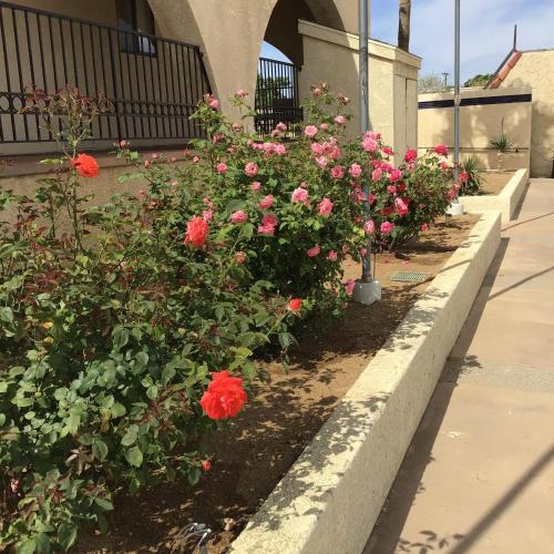 Americas Best Value Inn and Suites -Yucca Valley - Yucca Valley, USA ...