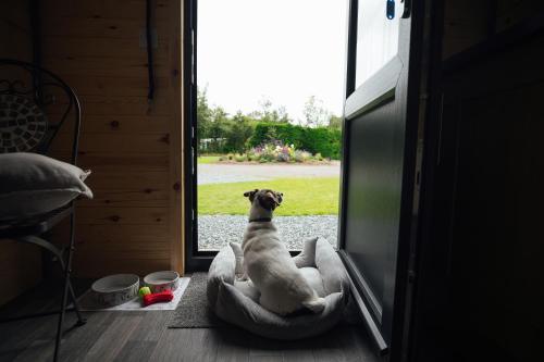Buttles Shepherd's Hut - Wales