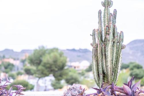 Geraneos Daru - Águilas