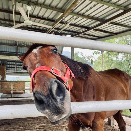 Sahom Valley Agro & Eco Resort in Kampar, Malaysia - 60 reviews, price ...