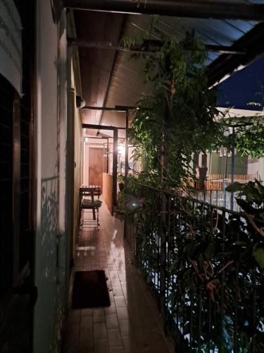 Musa Paradisiaca - Torino