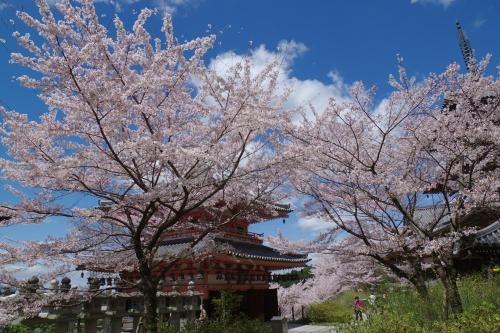 Chikyuutabikazoku Kintetsu-nara Ekimae - Nara