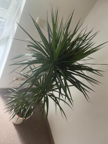 Kingsize Bett Boho Apartment Mit Tiefgarage Nahe Salzburg - Freilassing