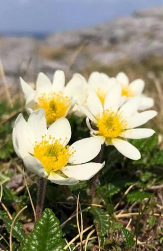 Mountain Aven Guest House - Doolin