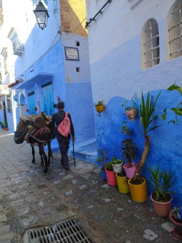 Honey Suckle - Chefchaouen