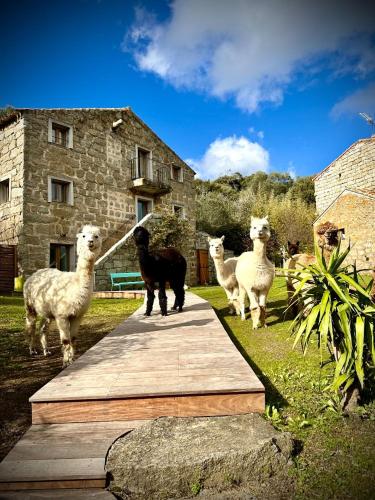 Les Bergeries De Figari - Porto-Vecchio