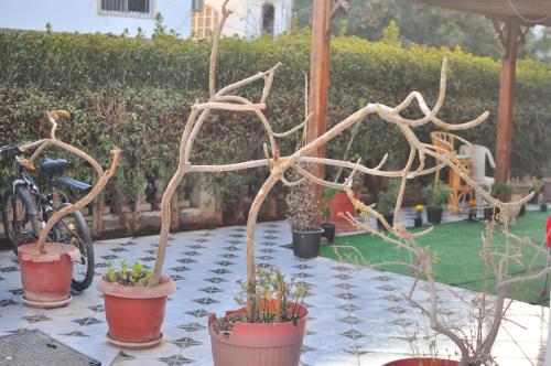 Backpackers - Sharm El-Sheikh
