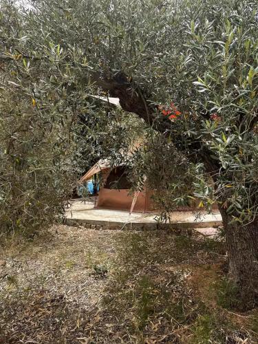 In Our Garden Sardinia - Grano Glamping Tent - Sardinia