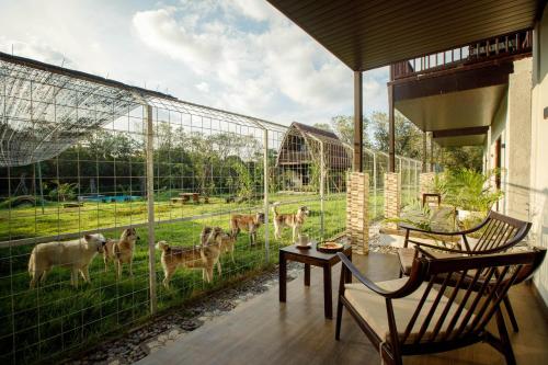 Alpha Wolf Lodge - Cemagi