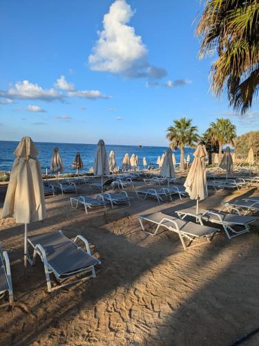 Flamingo - Pafos