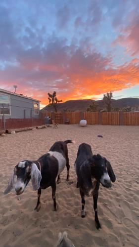 From $56pp - 3BD home on 12 ac ranch near KOH, P&H, Jtnp, EV, Yucca ...