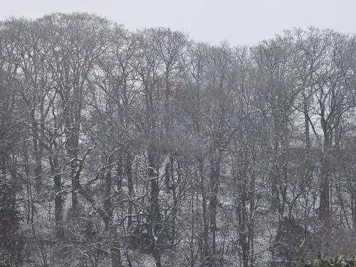 Die Kurpark Eule - Mölln