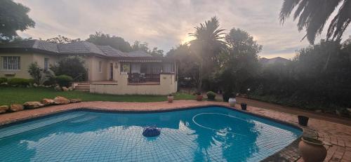 Pine Tree - Johannesburg