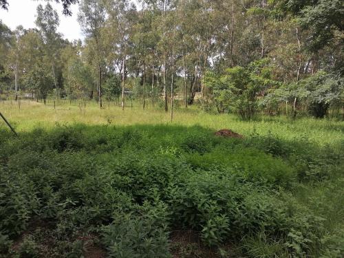 Glensavanna - Randburg