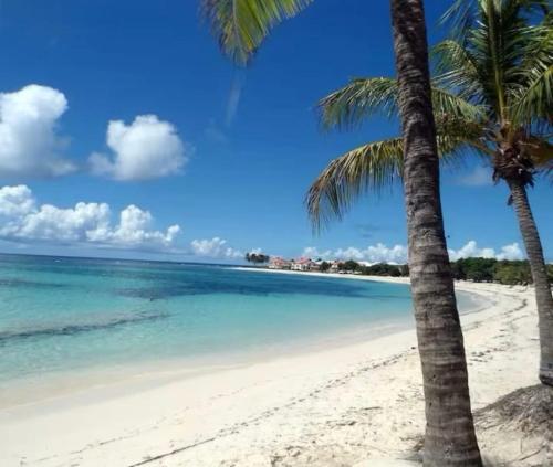 Grain De Corail - Saint-François