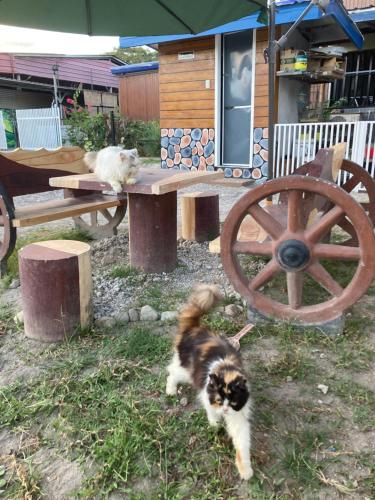 Pet Lover's Cabin - Magalang
