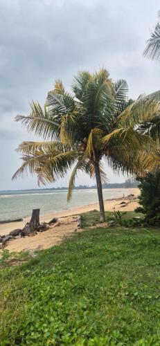 The Nest - Cherating