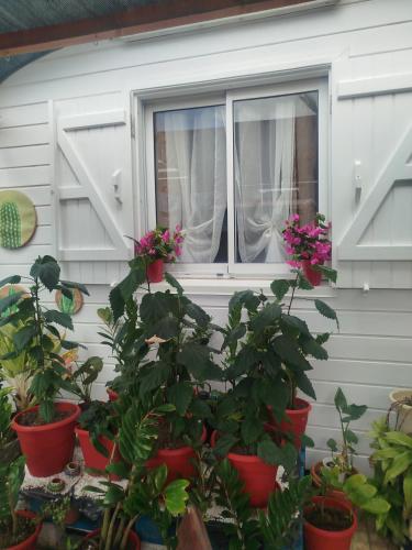 Location Saisonniere Le Lotus A 2 Minutes De La Plage - Saint-Pierre