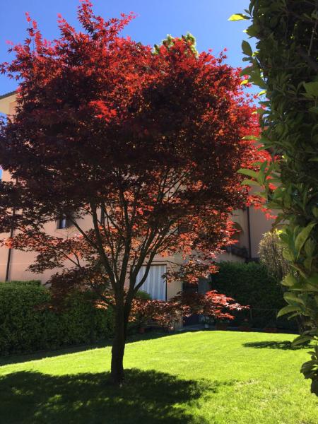 Appartamento Rosada - Stresa