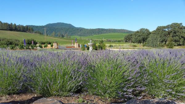 Thorn Hill Vineyards Villa Suites - Clearlake, CA