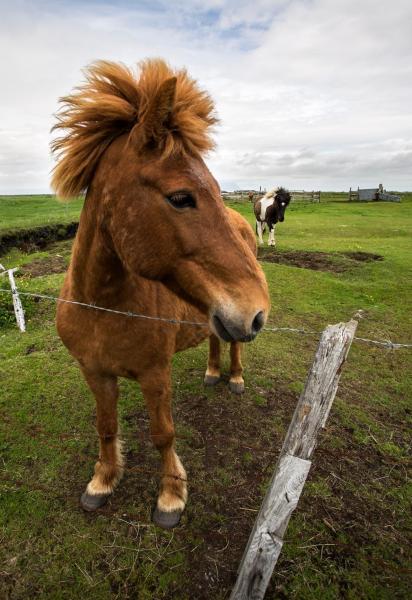 Guesthouse 77 - Selfoss