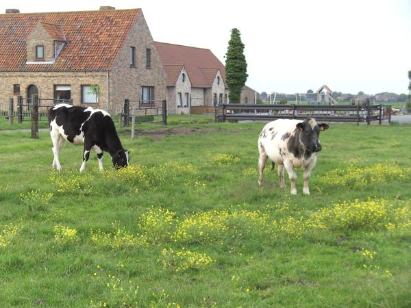 'T Vossenerf - Flanders