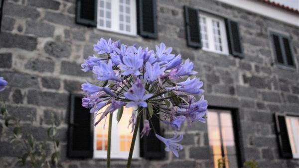 Belo Campo - Ilha Do Faial (Horta) - Faial