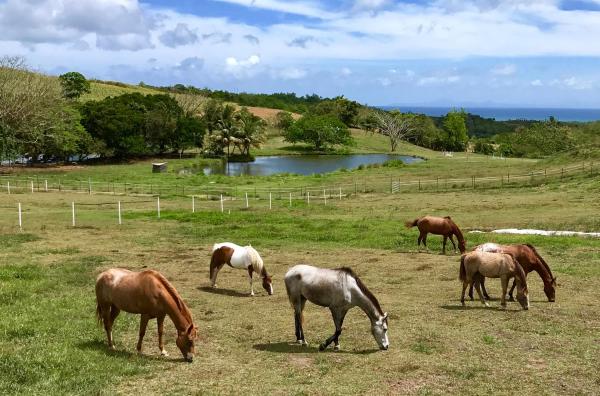 La Ferme Des Etangs - Martinique