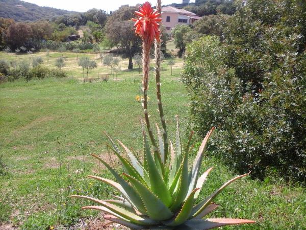 Affittacamere Valverde Di Naitana Rita - Alghero