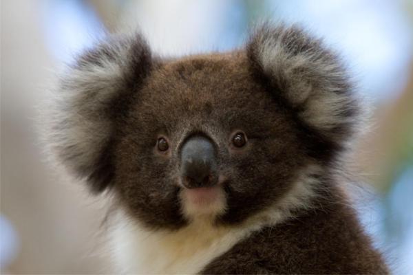 Bimbi Park - Camping Under Koalas - Johanna