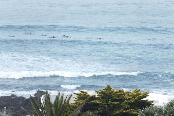 Ocean Tides - Port Elizabeth