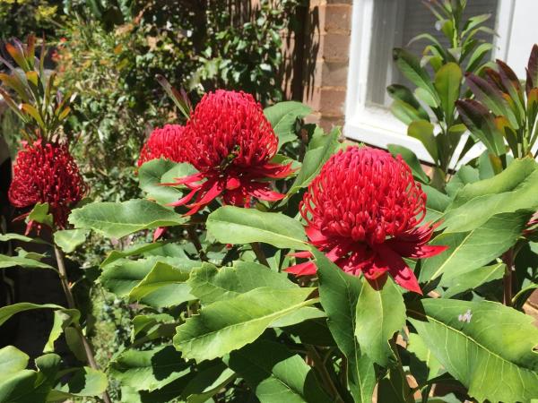 The Summit House - Katoomba