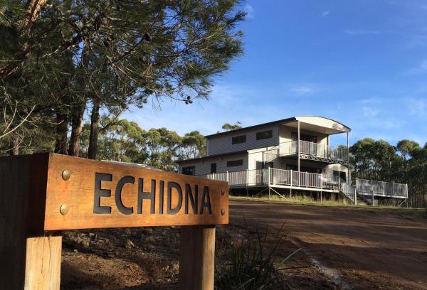 Echidna On Bruny - Bruny Island